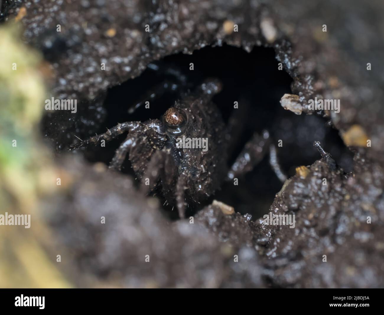 Crab in nest hi-res stock photography and images - Alamy