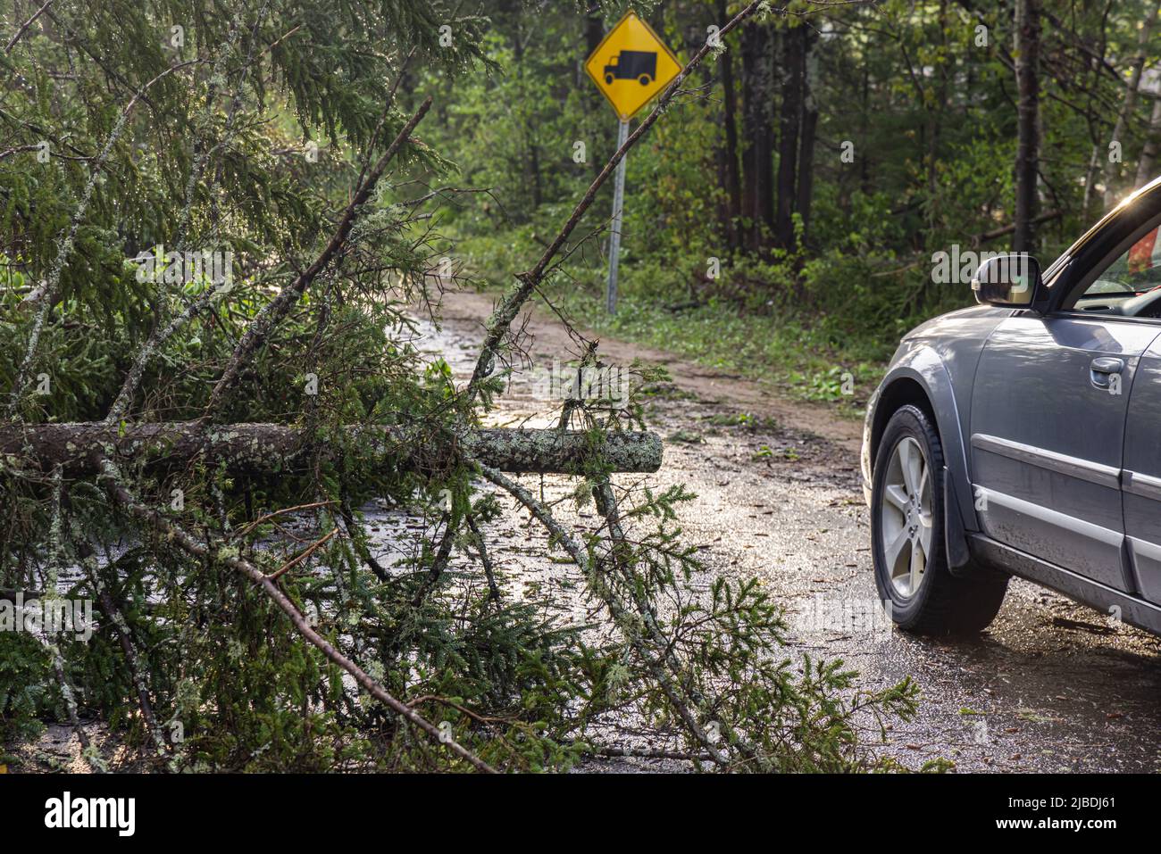 A car is seen avoiding a pine tree obstructing a rural road in the ...