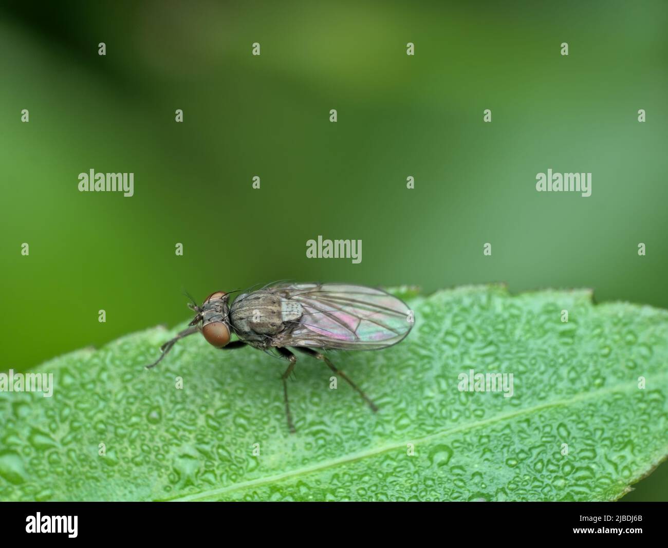 Brine fly hi-res stock photography and images - Alamy