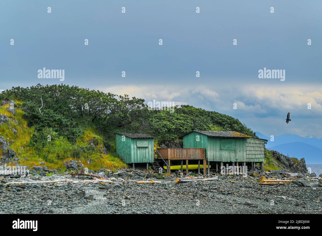 Turkey Vulture, Shack Island, Nanaimo, British Columbia, Canada Stock ...