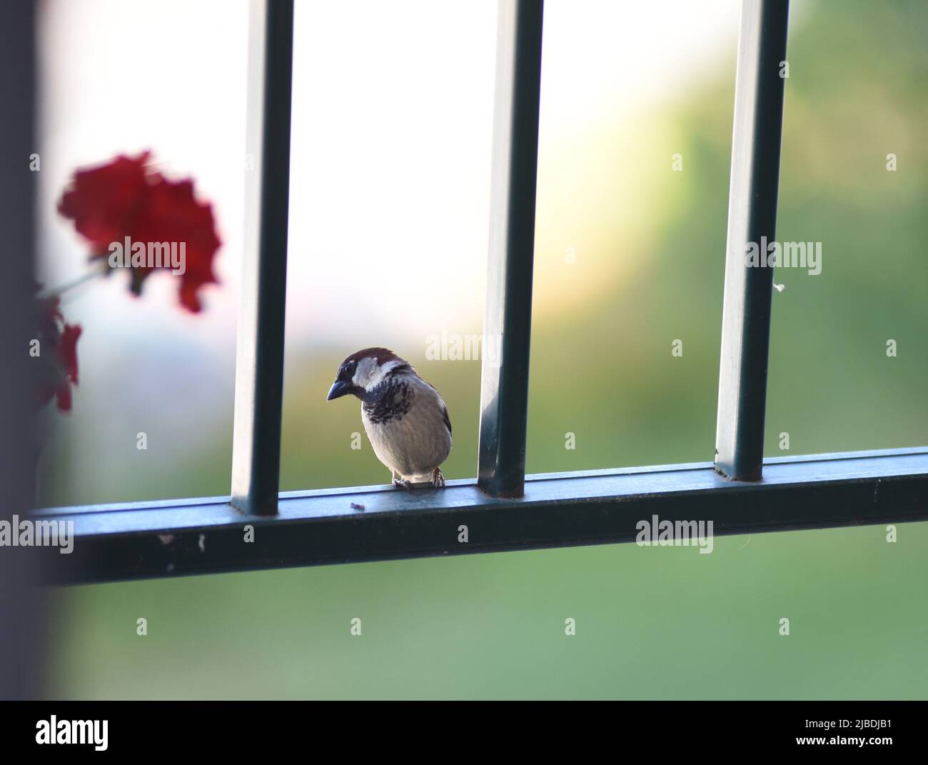 Moineau hi-res stock photography and images - Alamy