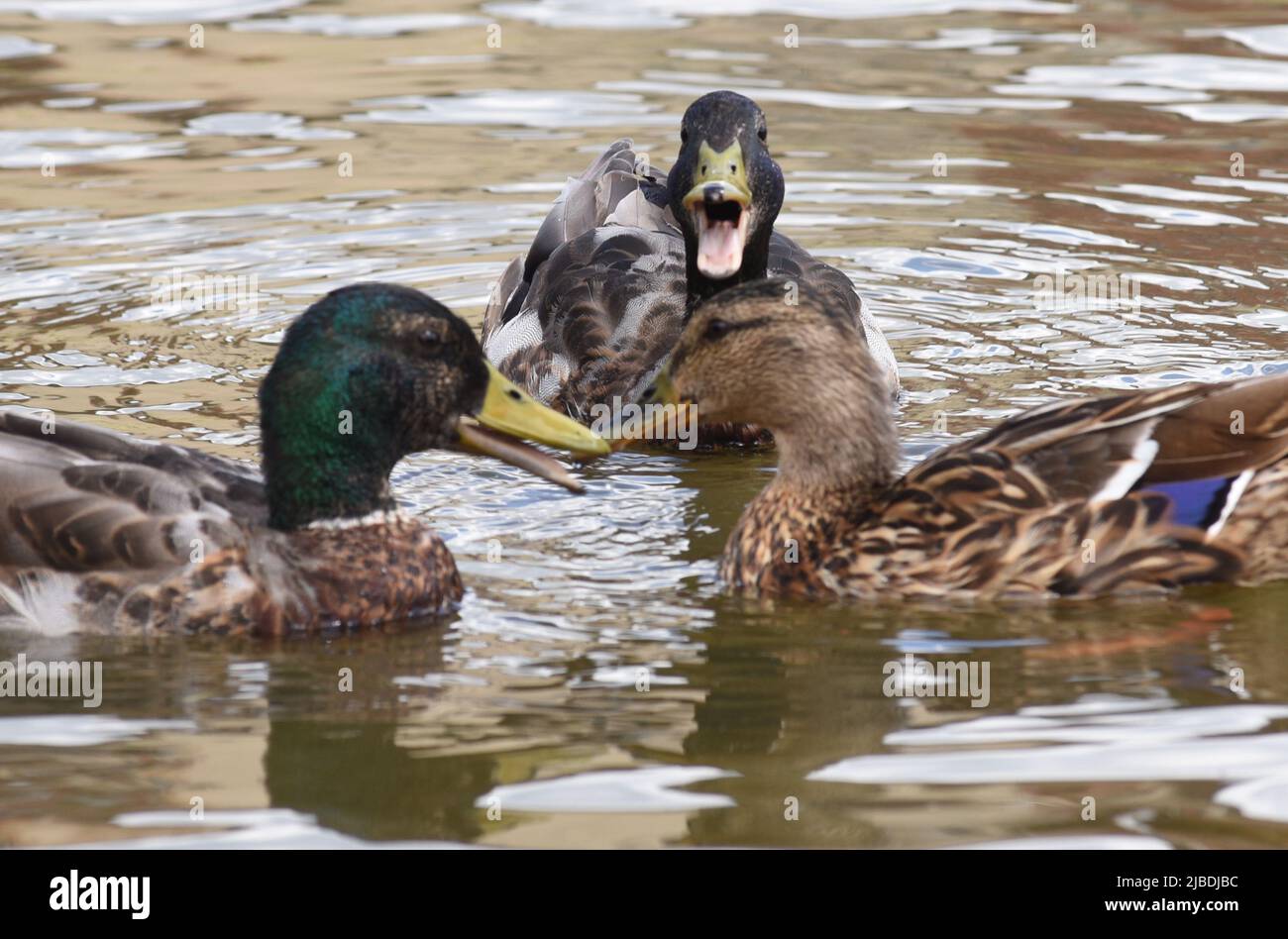 Canards animaux hi-res stock photography and images - Alamy