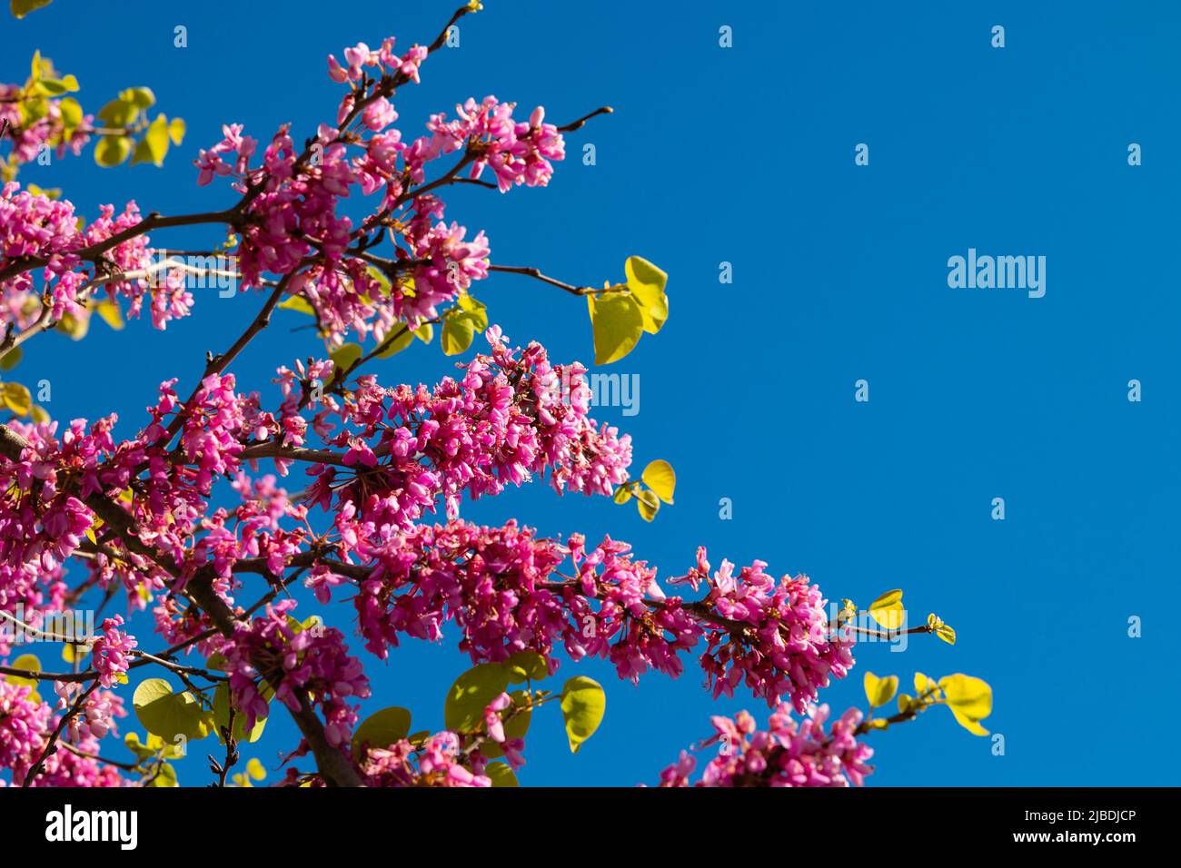 Pink flowers of the Judas tree or cercis siliquastrum or erguvan. Judas ...