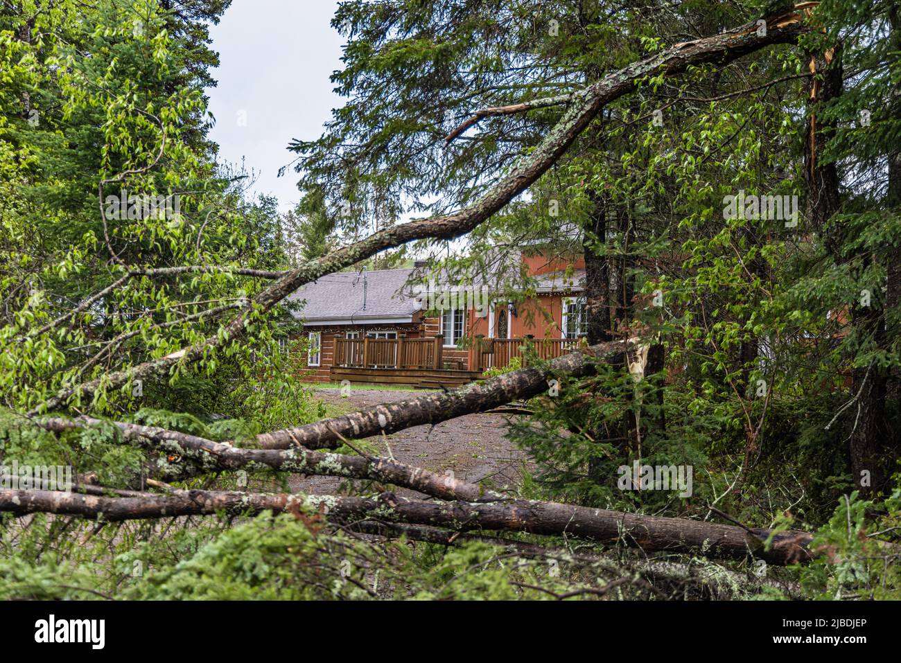 Snapped and broken tree trunks are seen blocking the drive entrance to ...