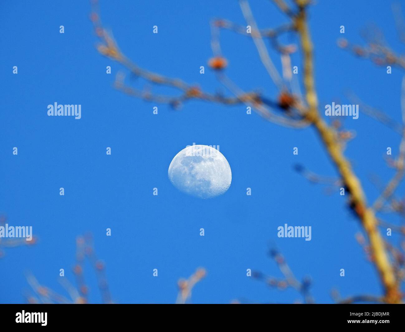 Gibbous moon seen through barren sycamore tree branches in an early ...