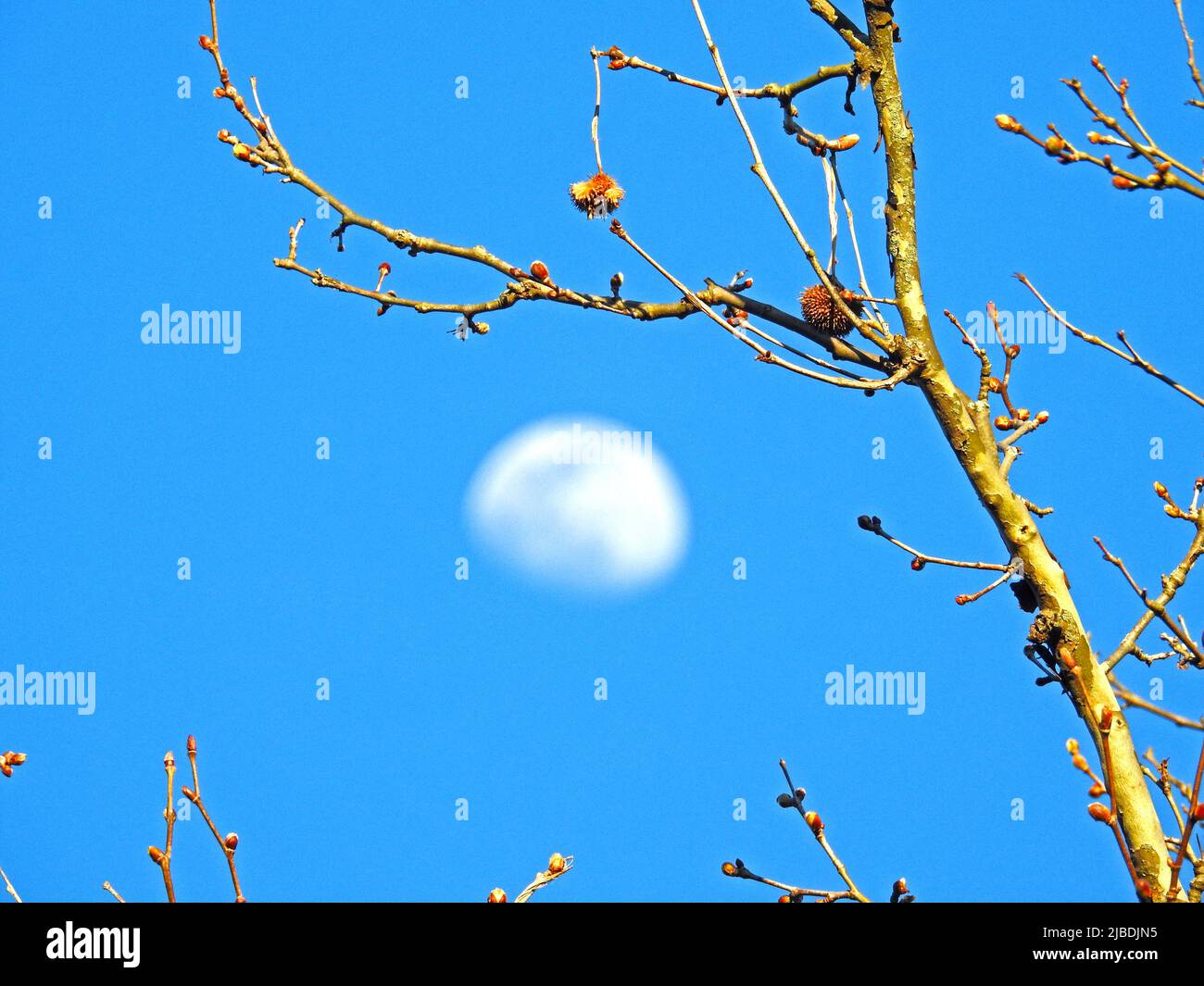 Gibbous moon seen through barren sycamore tree branches in an early ...