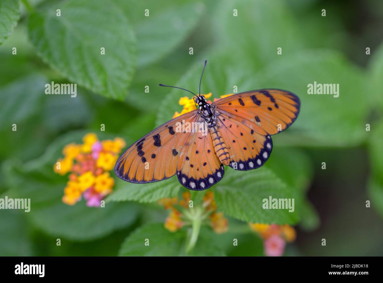 Open winged photo of tawny coster butterfly Stock Photo - Alamy
