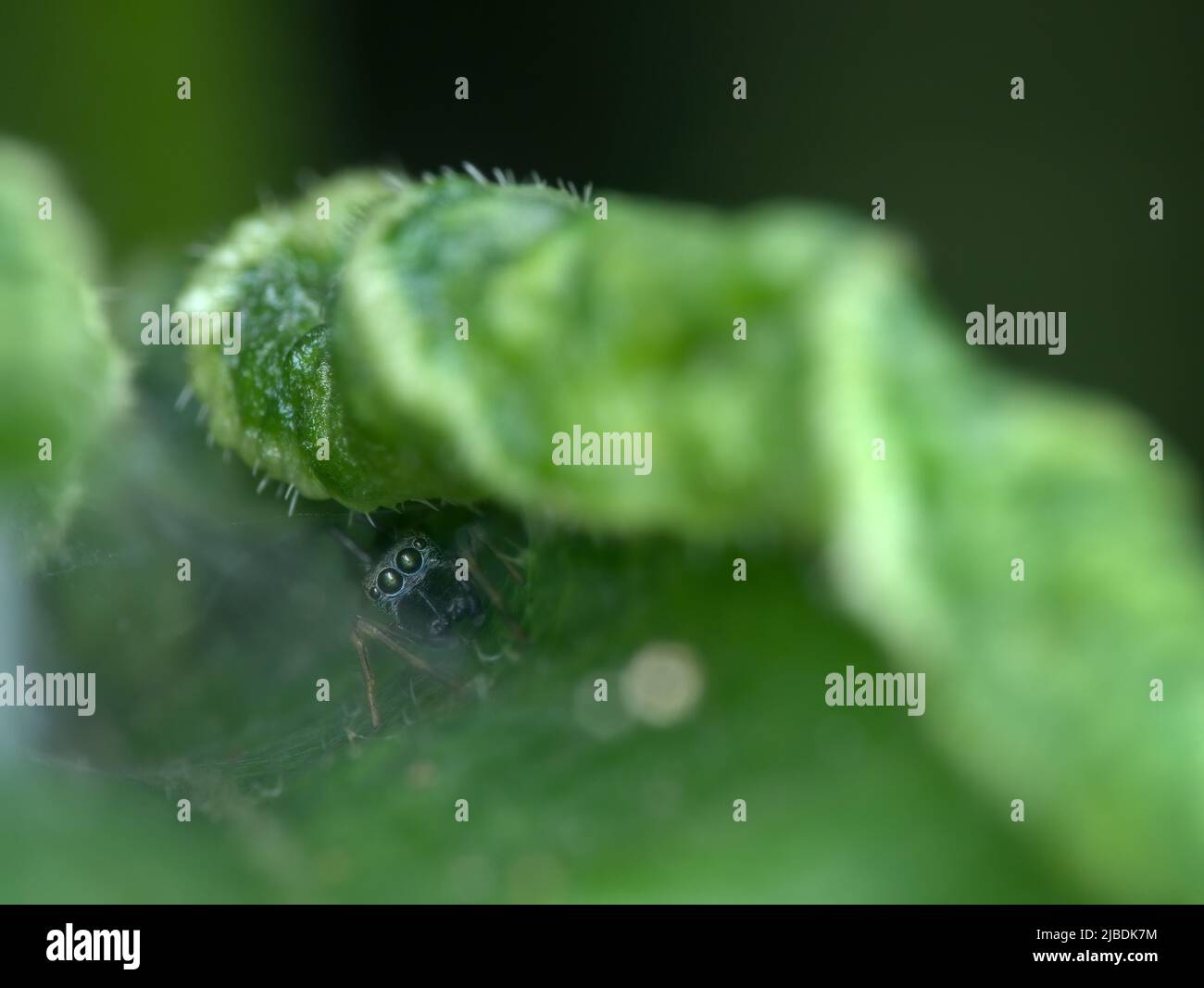Spider ant nest hi-res stock photography and images - Alamy