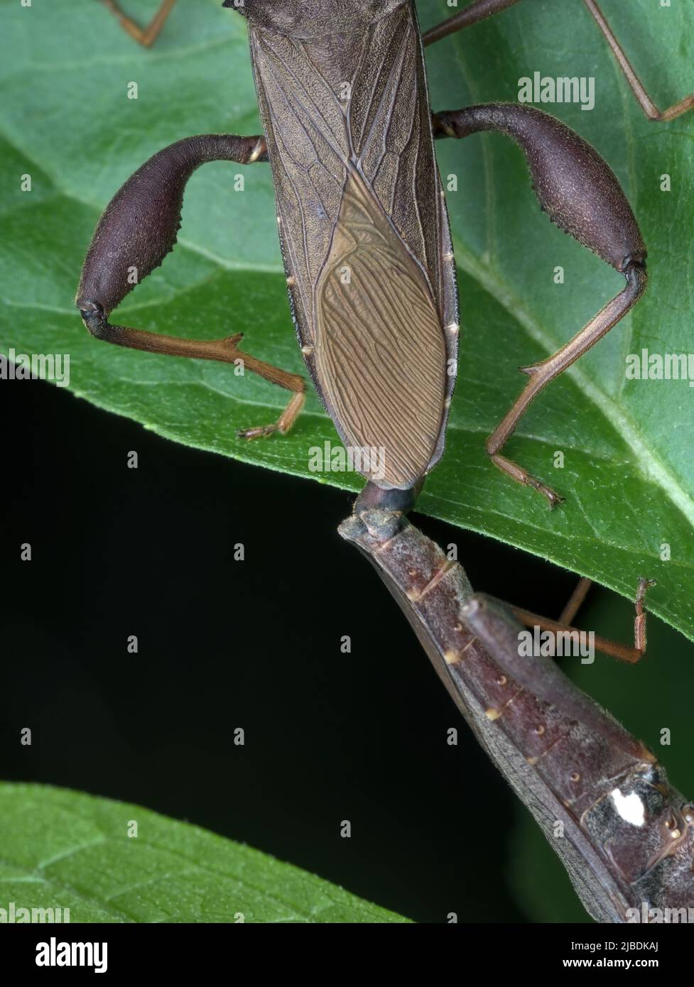 closeup stink bug mating on the leaf Stock Photo - Alamy