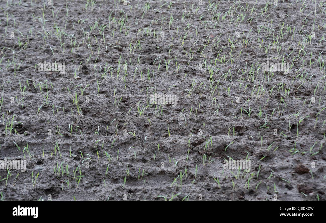 Rising grain sown in the fall. Soil after rain. Green blades of grain ...