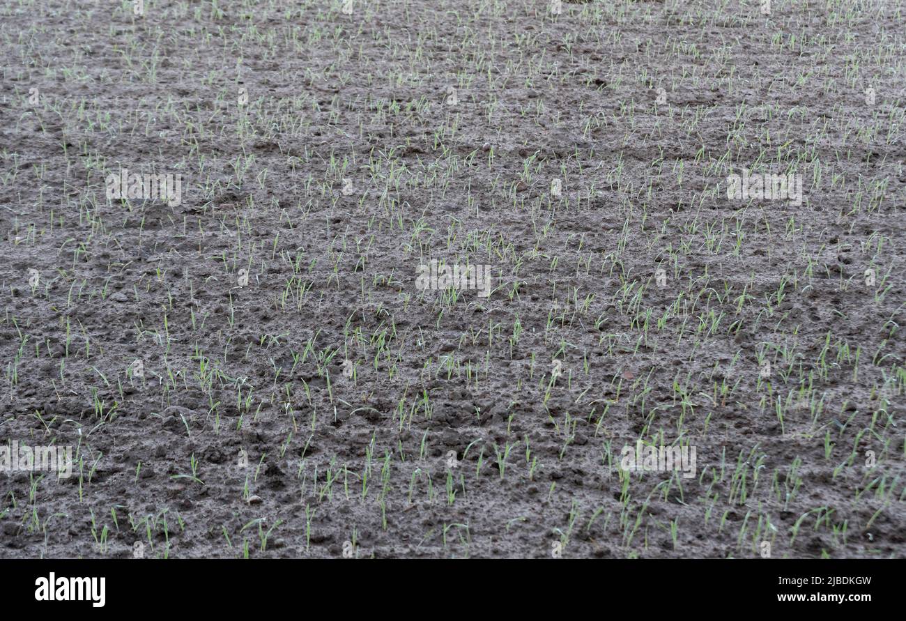 Rising grain sown in the fall. Soil after rain. Green blades of grain ...