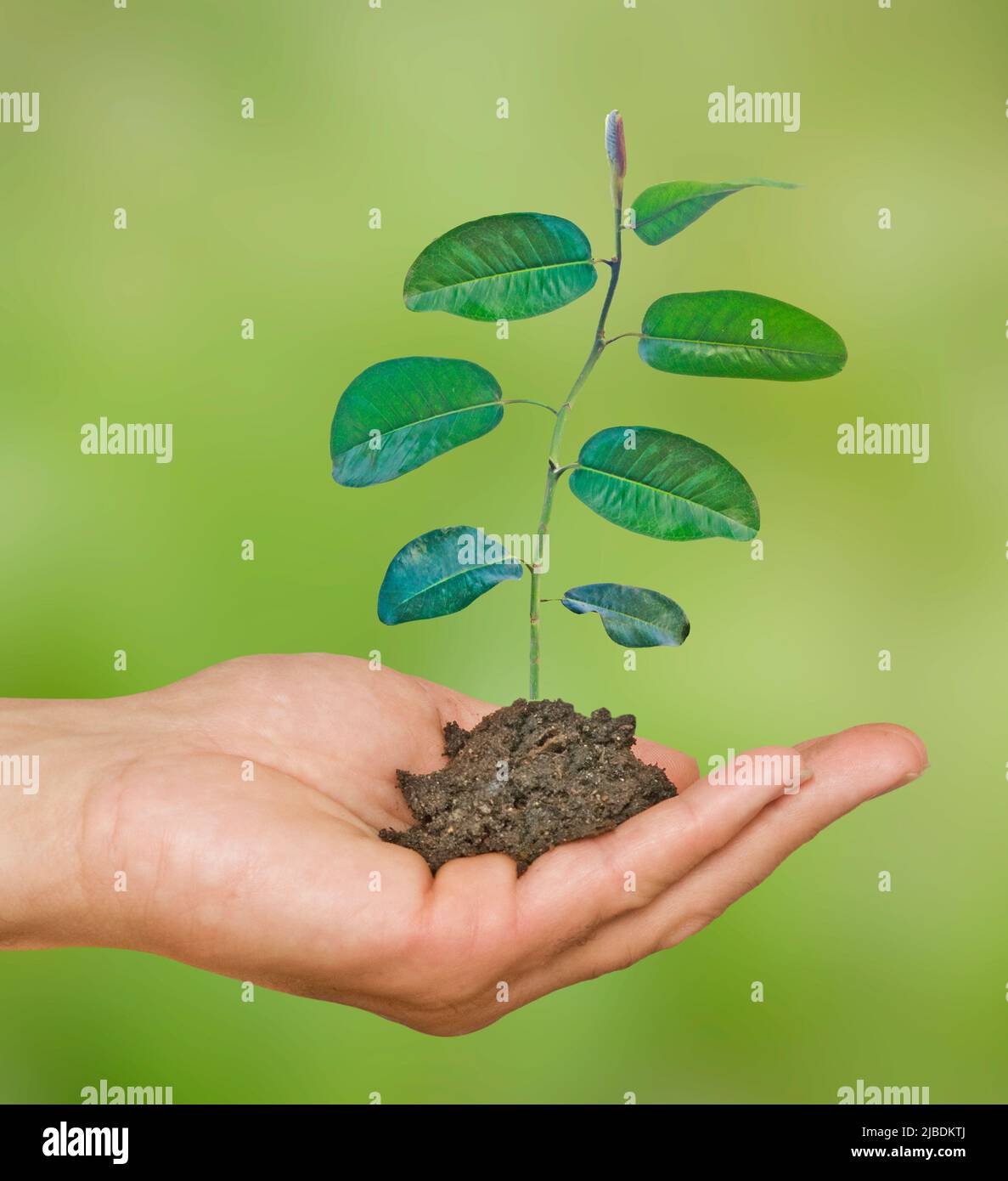 Sapiling hi-res stock photography and images - Alamy