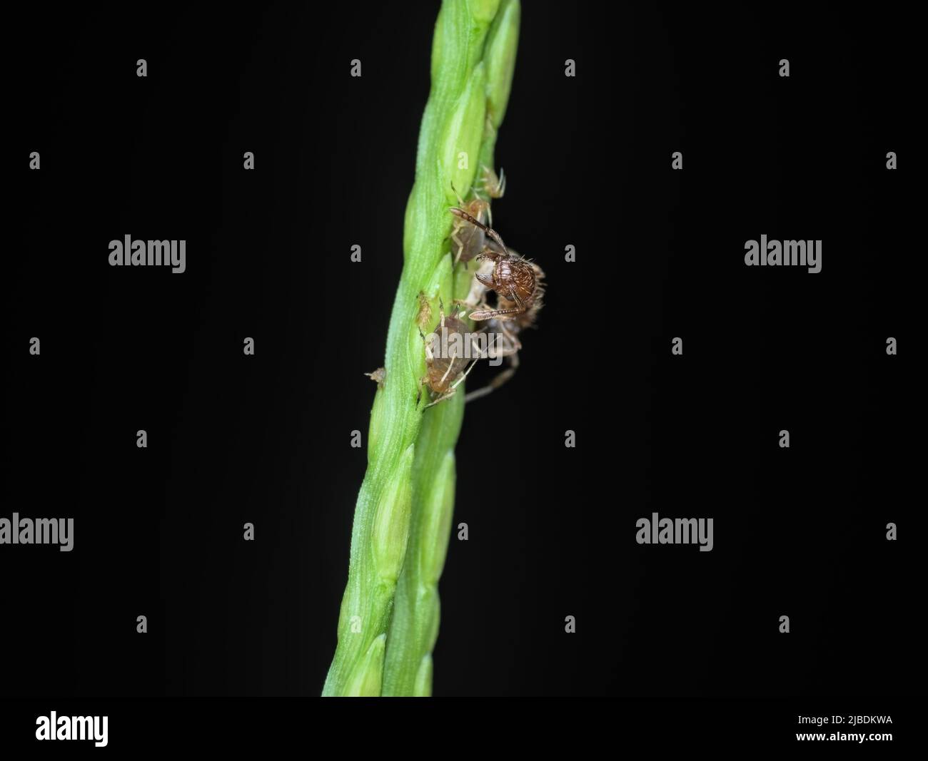 Insect mutualism hi-res stock photography and images - Alamy