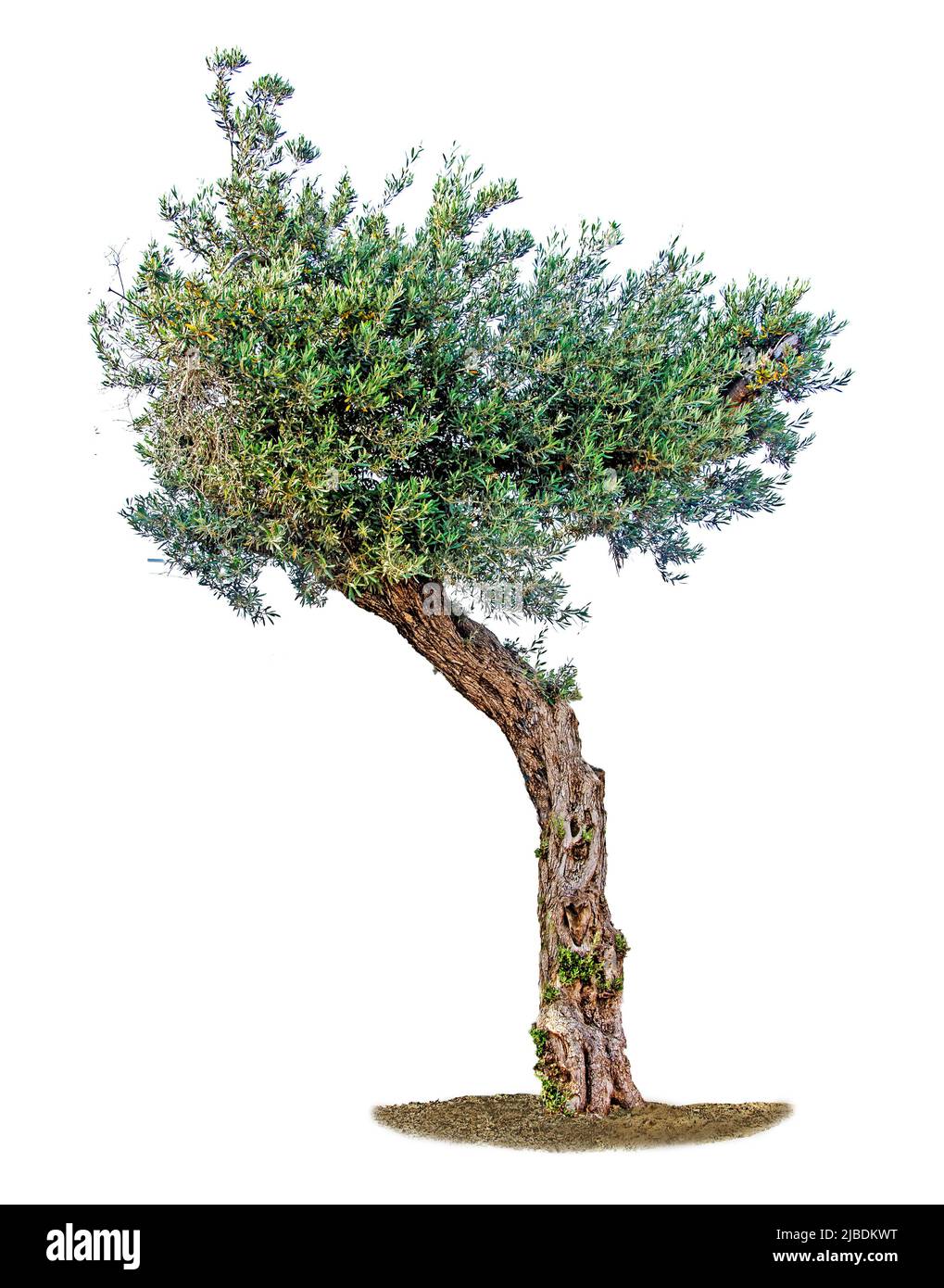 Tree isolated on white background Stock Photo - Alamy