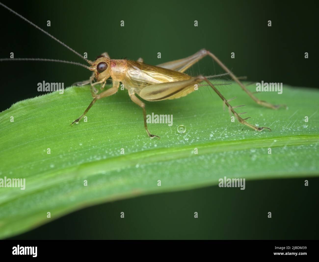 Golden cricket hi-res stock photography and images - Alamy