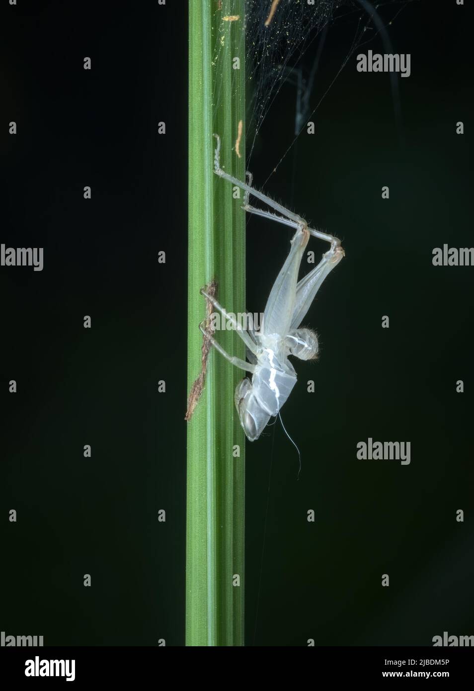 Molting grasshopper High Resolution Stock Photography and Images - Alamy