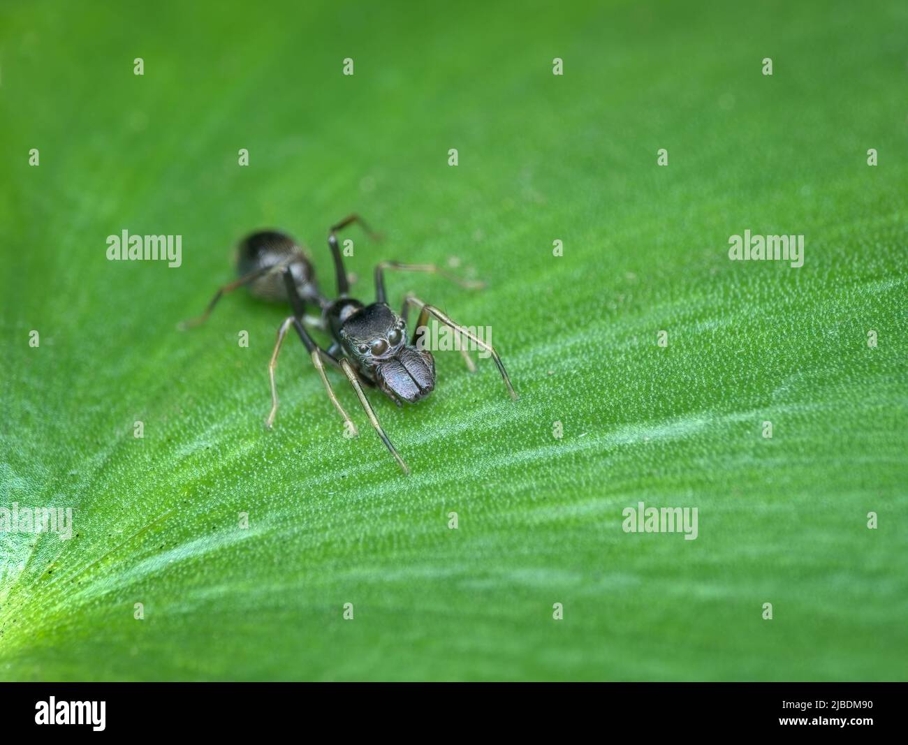 Black ant mimic spider hi-res stock photography and images - Alamy