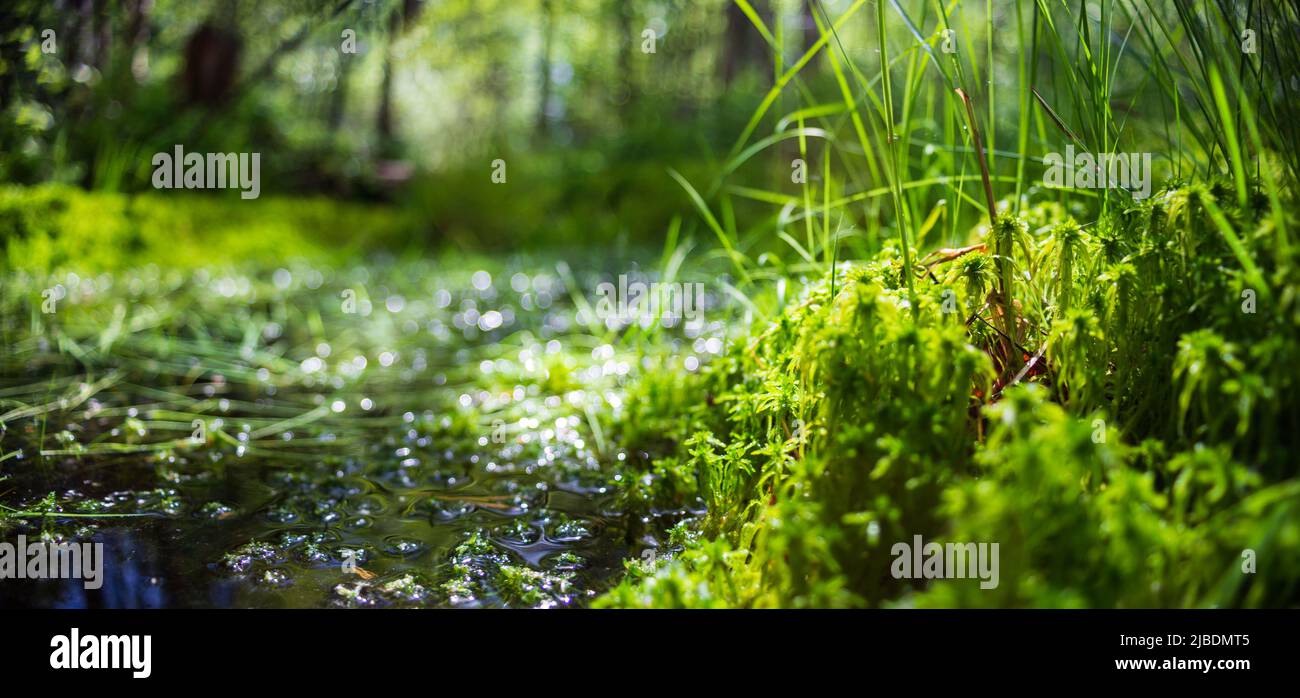 Panoramic background with closeup of forest green plants, moss and ...