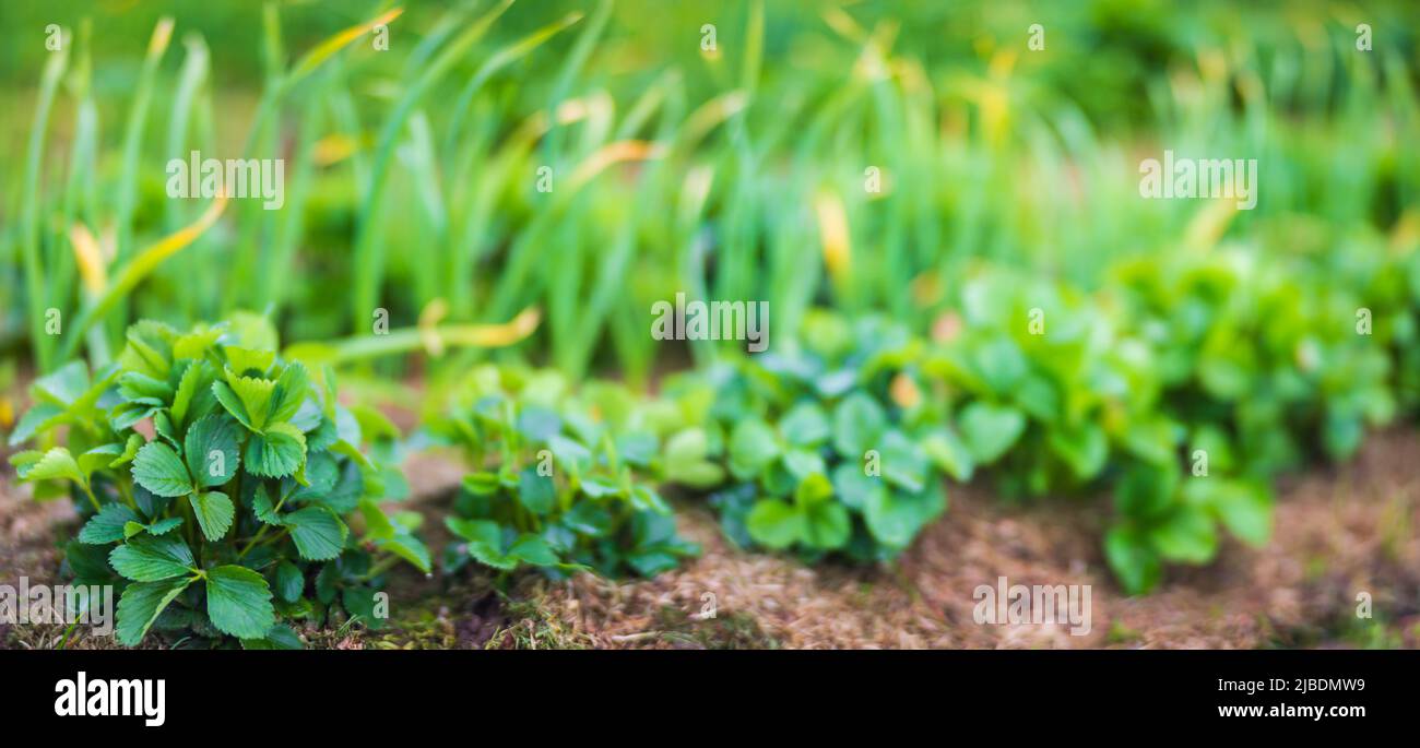 Strawberries growing soil hi-res stock photography and images - Alamy