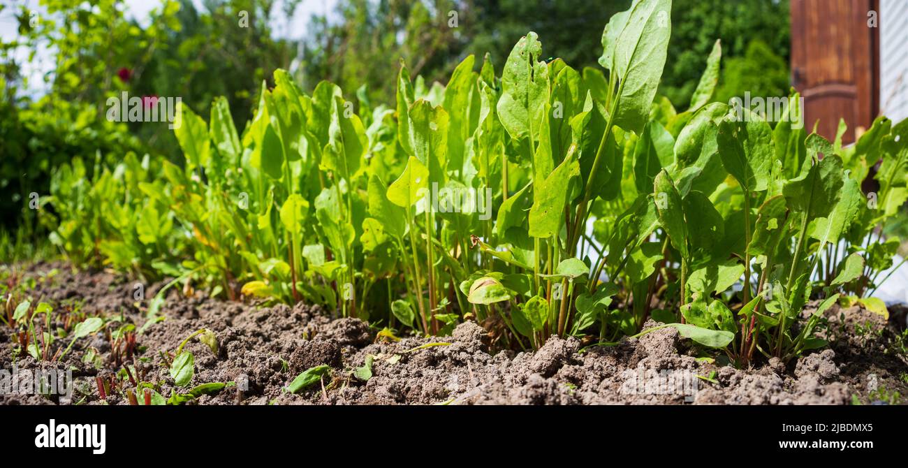 Lettuce planted in soil get ripe under sun. Cultivated land close up ...