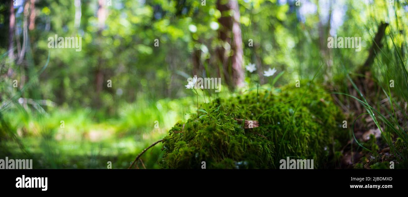 Panoramic background with a close up white wildflower in woodland ...