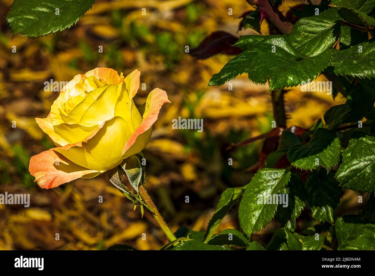 Deep red rose sunlit hi-res stock photography and images - Alamy