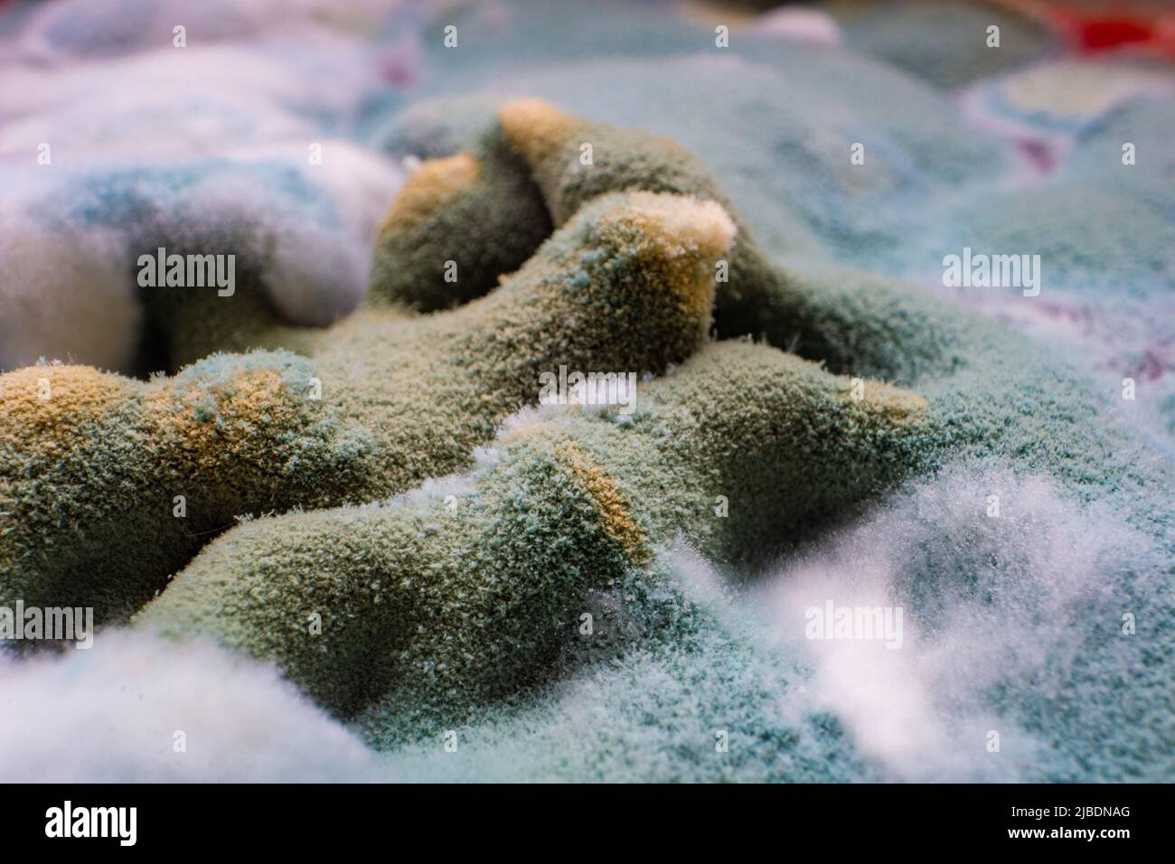 Mold on food hi-res stock photography and images - Alamy