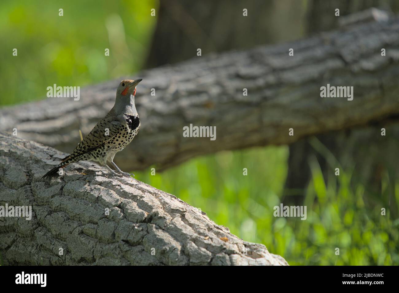 Norther flicker hi-res stock photography and images - Alamy