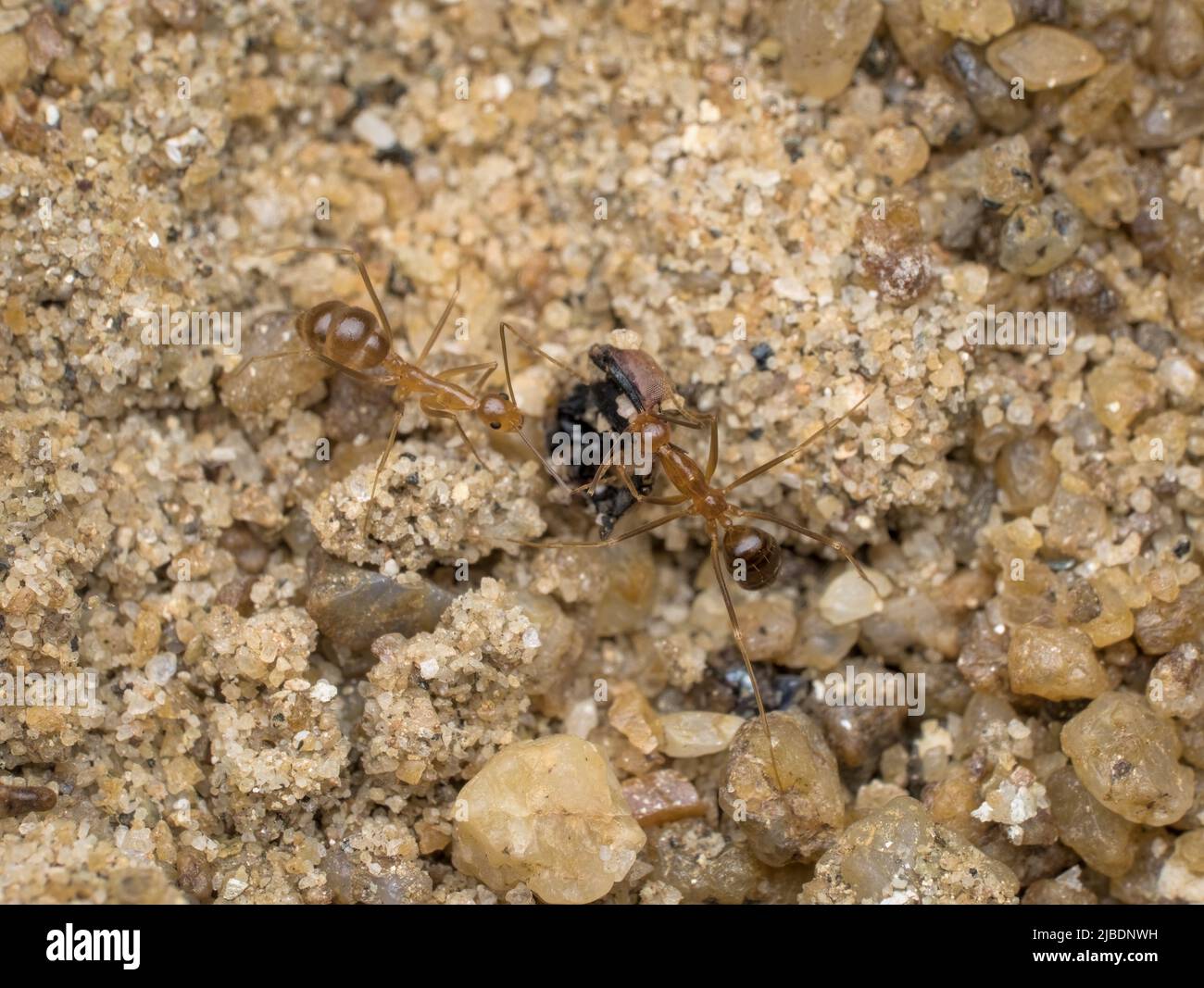 Crazy ants hi-res stock photography and images - Alamy