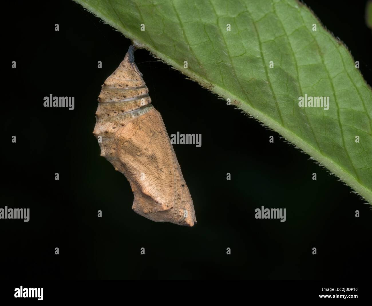 Butterfly cocoons hi-res stock photography and images - Alamy