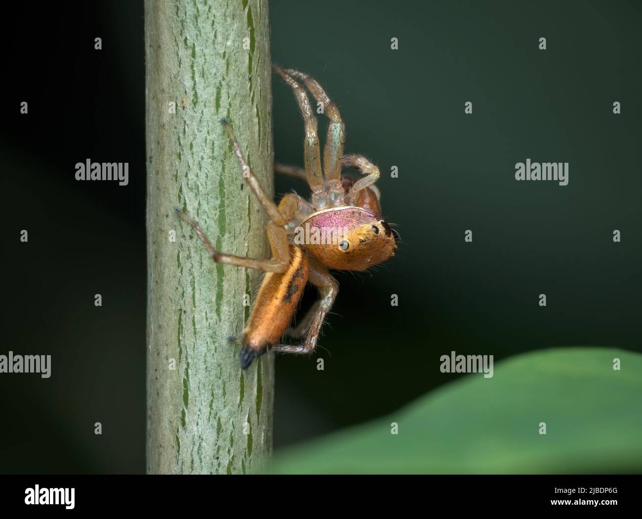 Little jumping spider on the tree branch Stock Photo - Alamy
