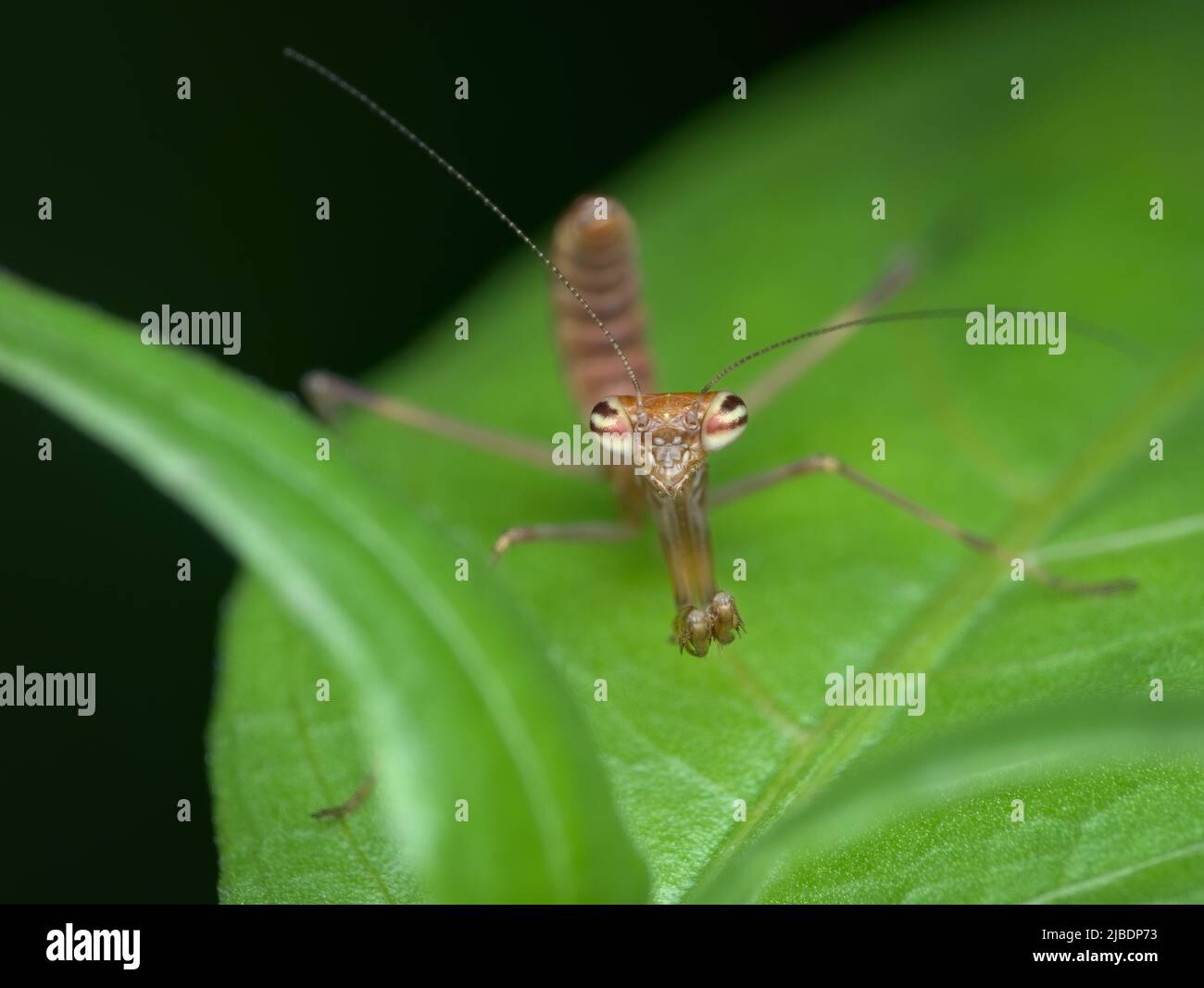 Praying_mantis hi-res stock photography and images - Alamy