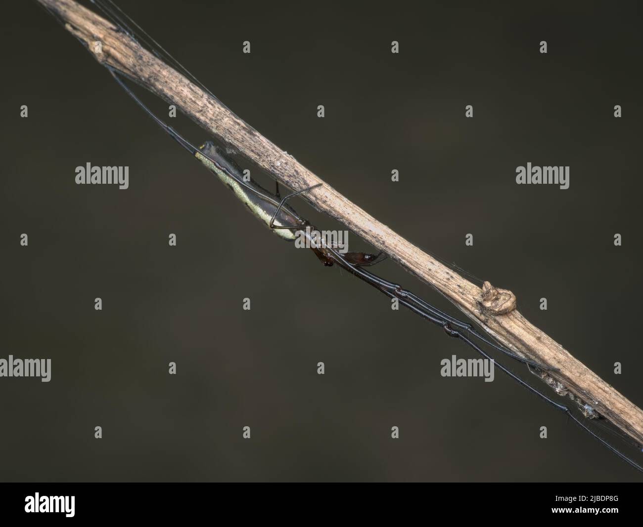 Long jaws orb weaver spider under the branch Stock Photo - Alamy