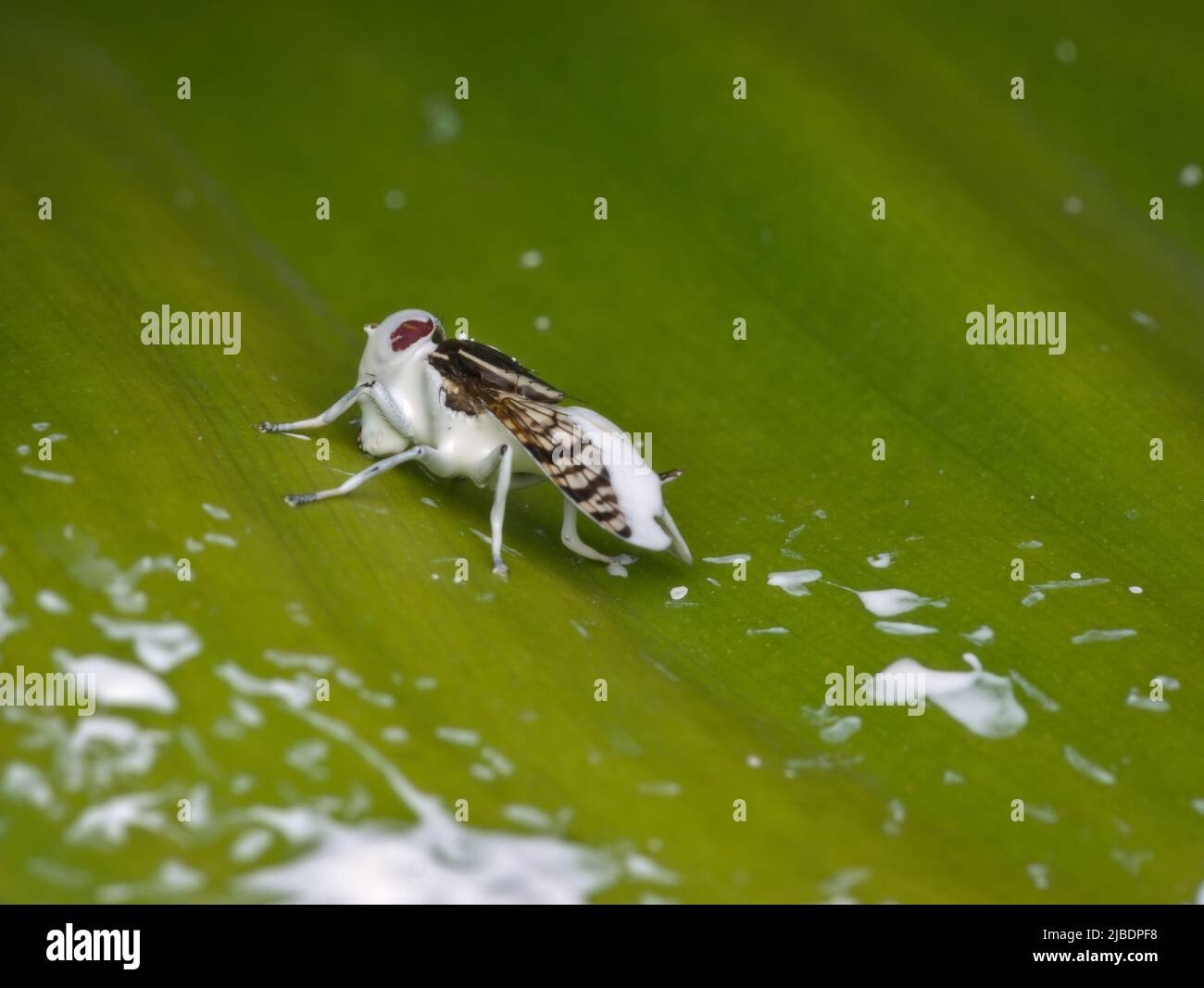 Full body paint hi-res stock photography and images - Alamy