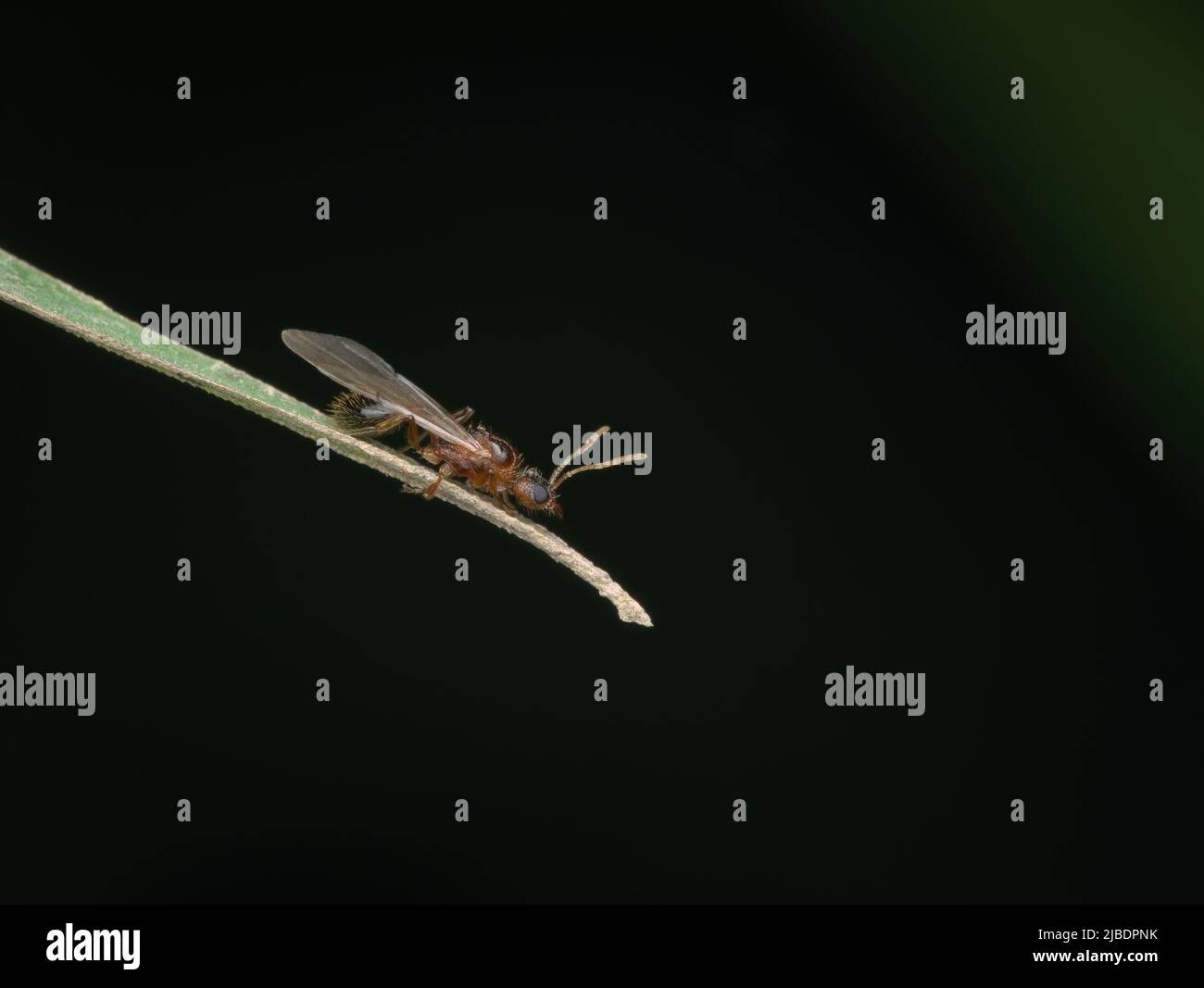 Winged ant hi-res stock photography and images - Alamy