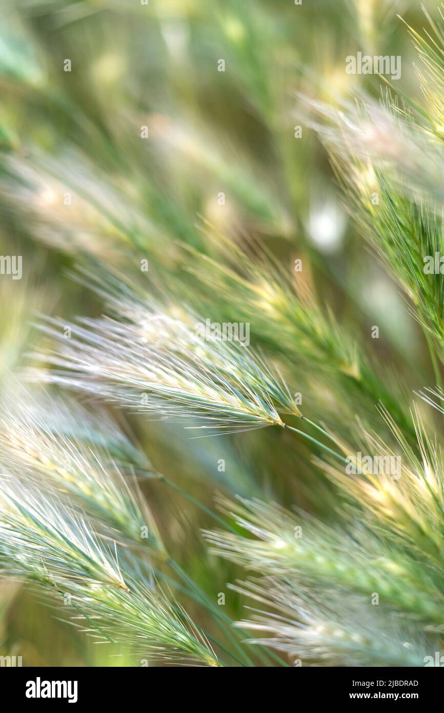Closeup of ears of wild cereal crops at daylight sway in wind. Sunlit ...