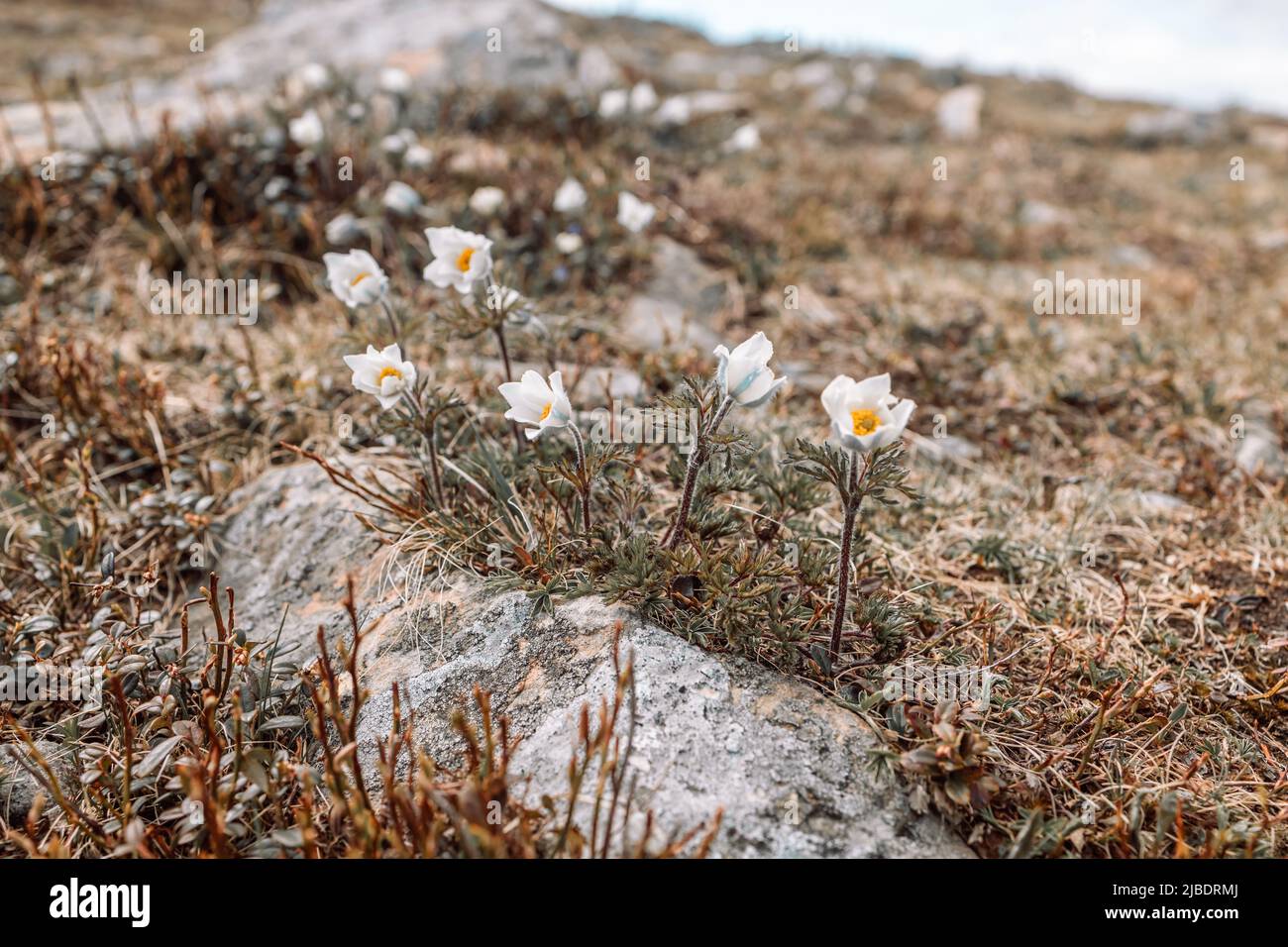 Scenic summer landscape and blooming mountain white flower. Babia Góra ...