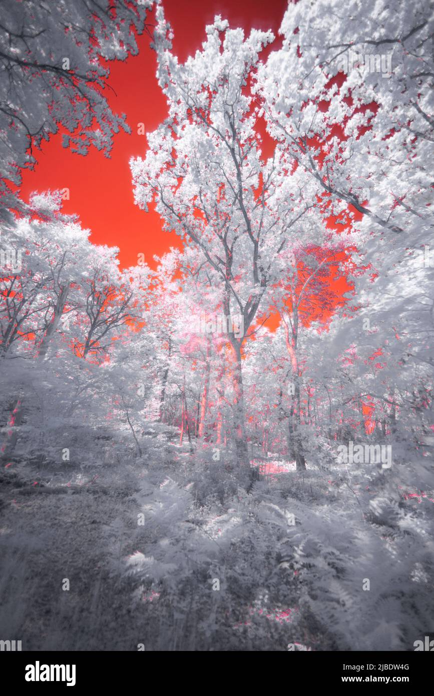 Stora Amund Island Nature reserve in Infrared Stock Photo - Alamy