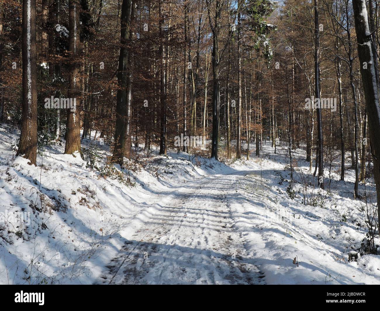 Person empty forest road hi-res stock photography and images - Alamy