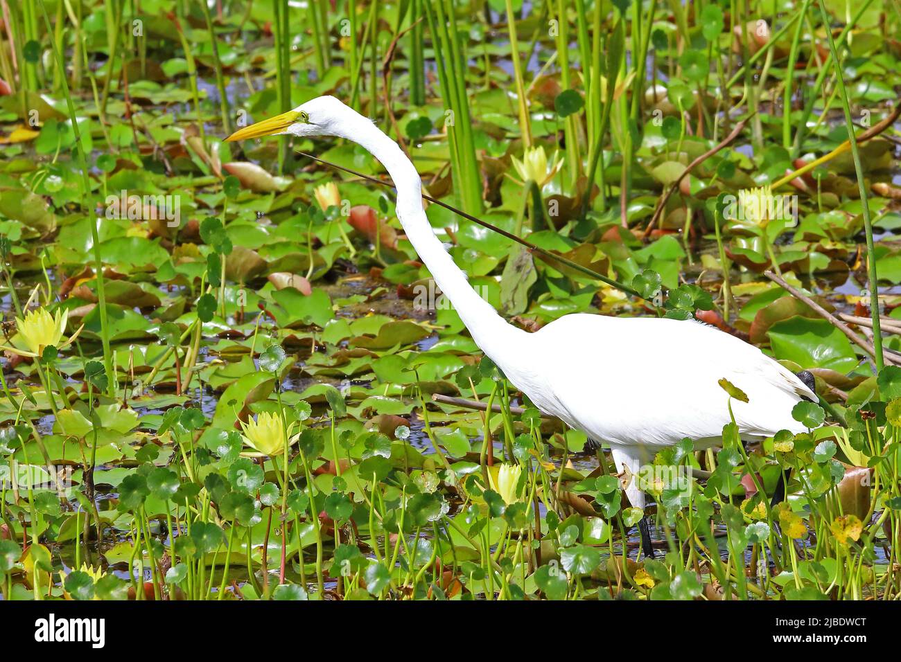 Great egret hunting in the swamp Stock Photo - Alamy