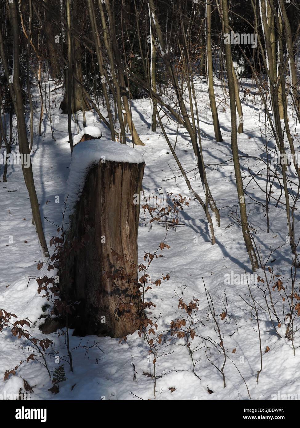 A tall snow-covered tree stump in a forest Stock Photo - Alamy