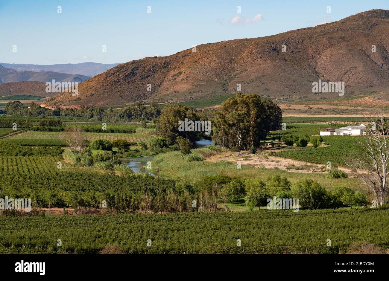 Robertson, Breede River valley, Western Cape, South Africa. 2022. Fruit ...