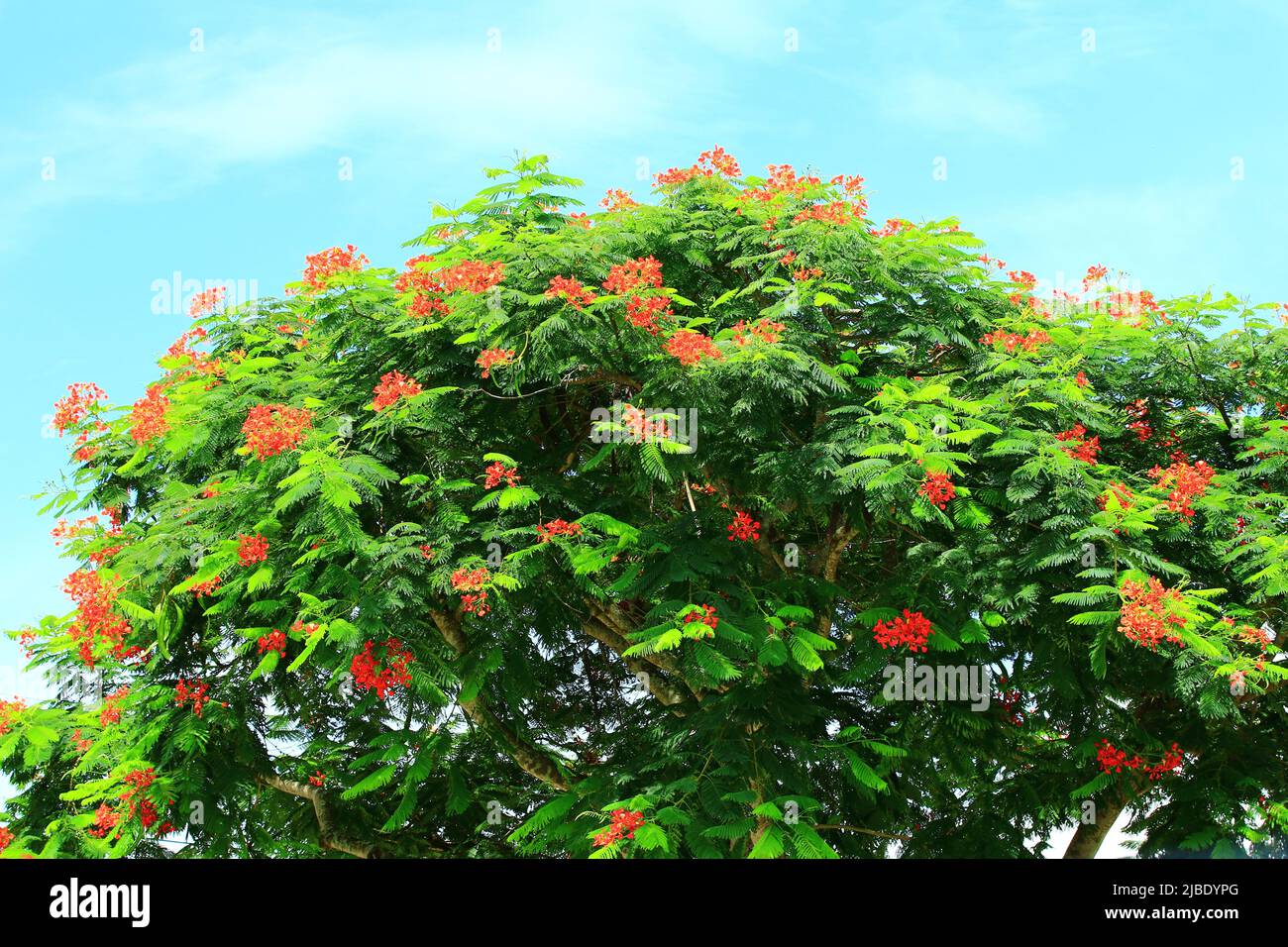blooming Poinciana(Flame tree) flowers with blue sky background,many ...
