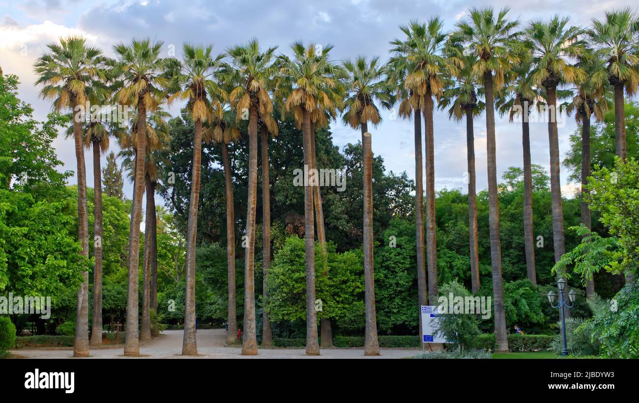 Huge palm trees at sunset. national garden of Athens Greece Stock Photo ...