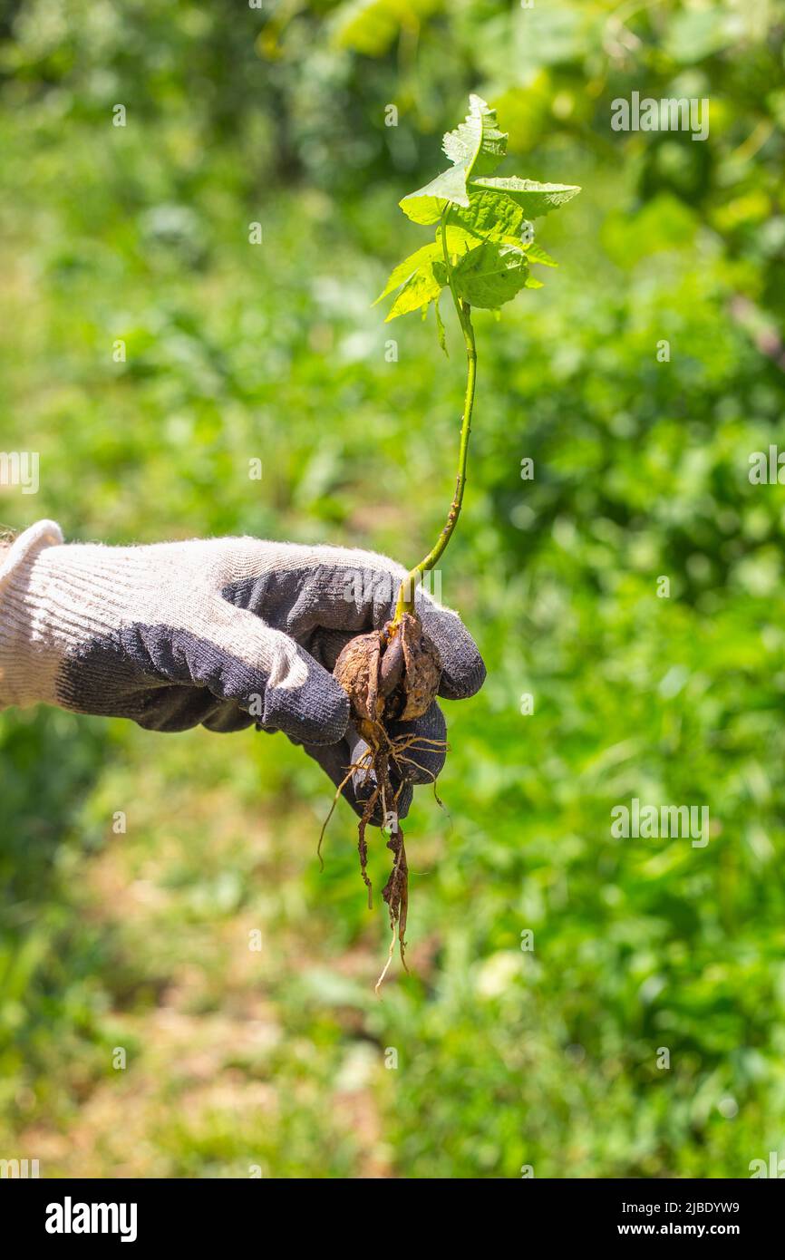 Walnut seedling hi-res stock photography and images - Alamy