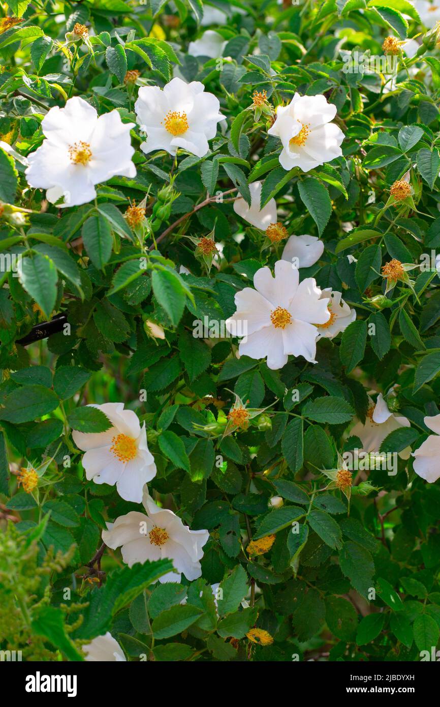 Wild rose bush hi-res stock photography and images - Alamy
