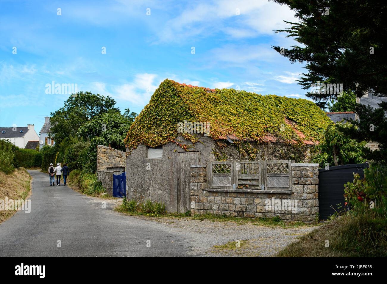 Creeper grass hi-res stock photography and images - Alamy