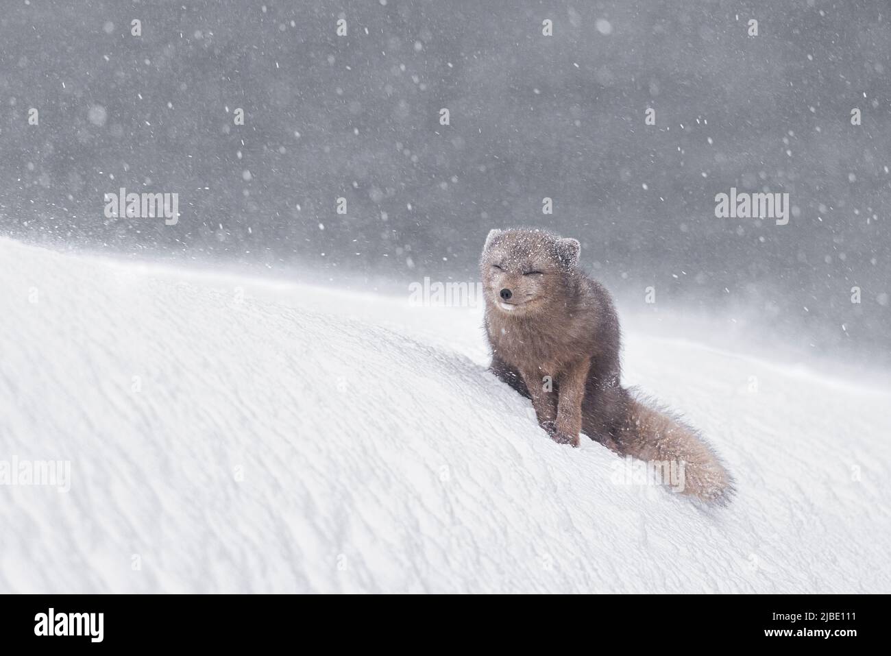 Arctic Fox enjoying the snow in Hornstrandir Nature Reserve, Iceland Stock Photo - Alamy