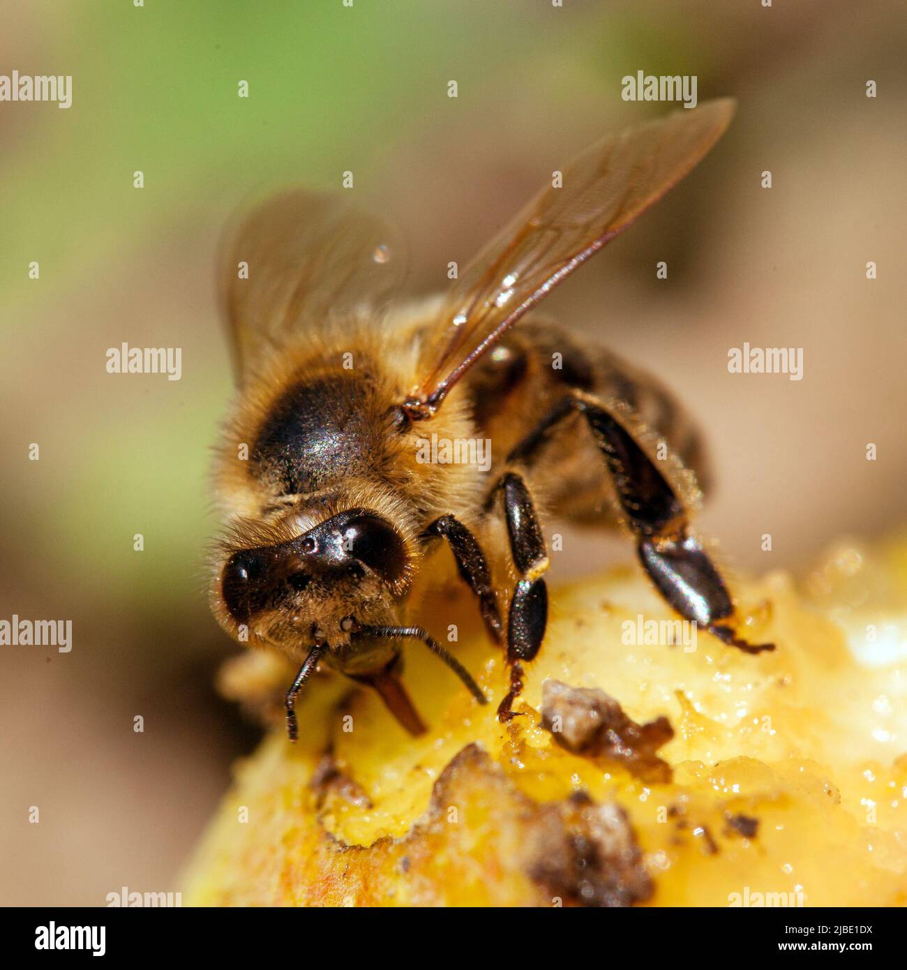 detail of bee or honeybee in Latin Apis Mellifera, european or western ...