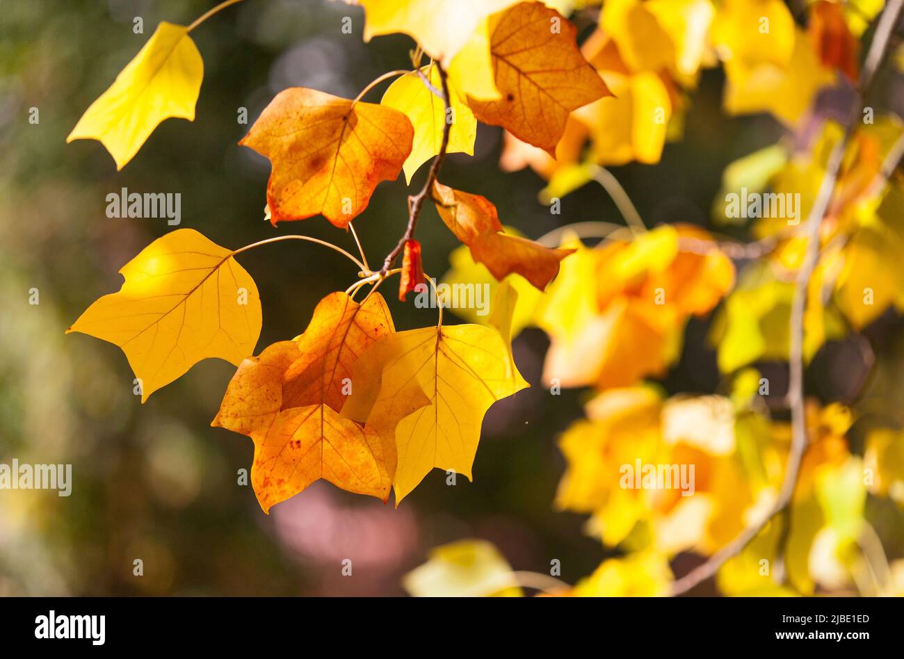 Foliar color hi-res stock photography and images - Alamy